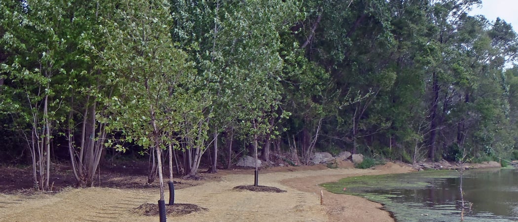 4 Essential Steps of Wetland Restoration